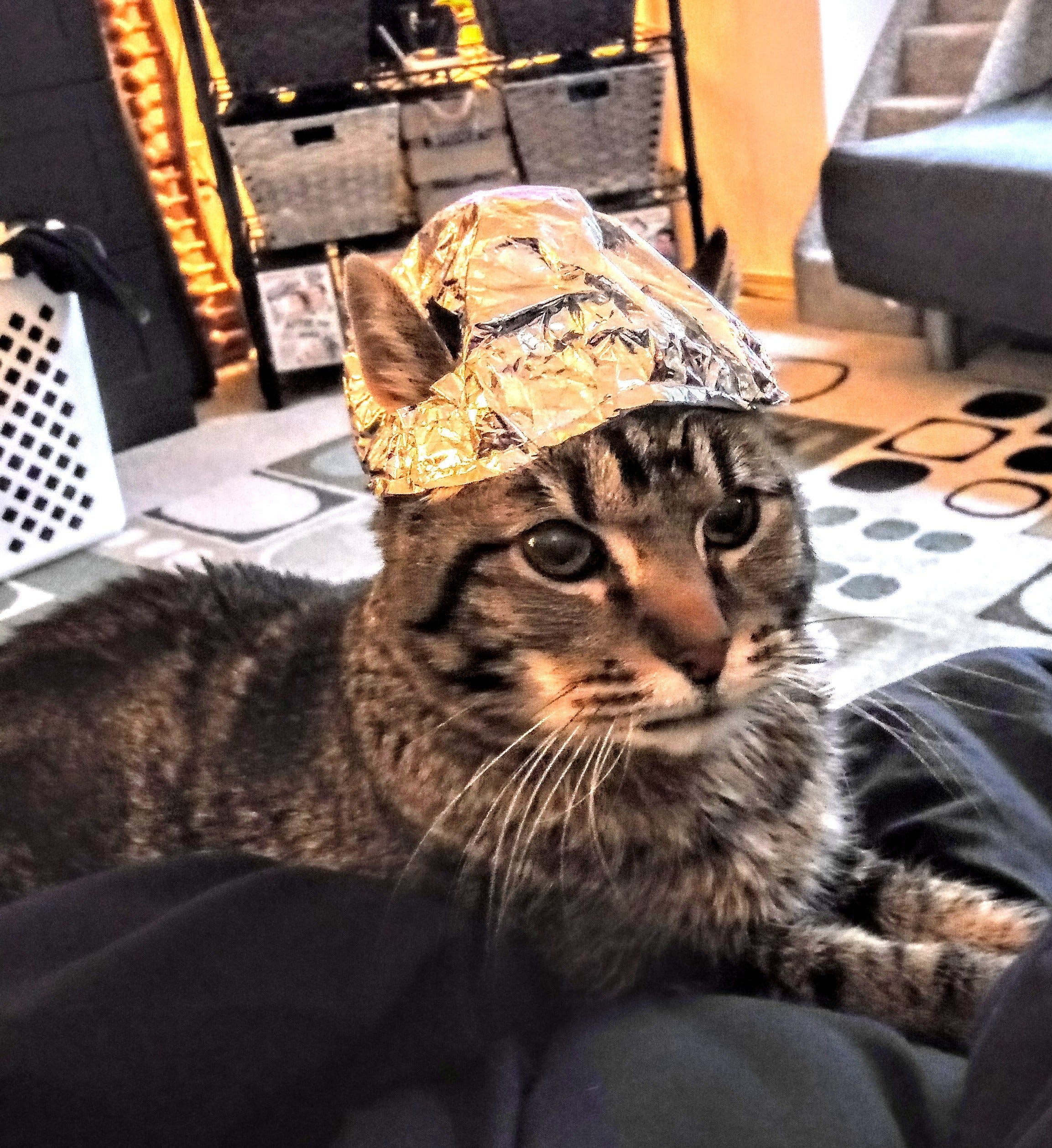 Welcome to The Clowder Room - by Caren Gussoff Sumption