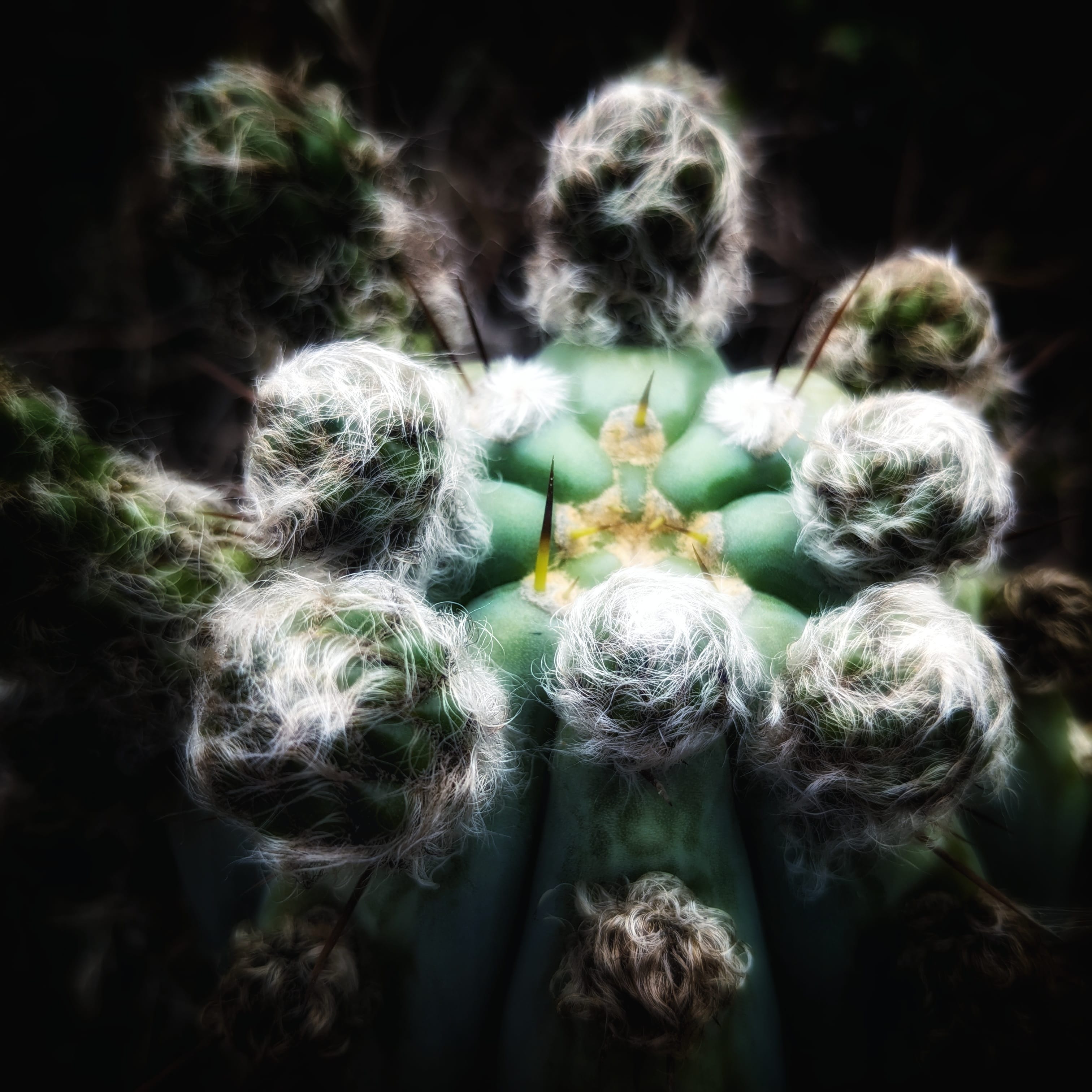 What Huachuma Wants - by Huachuma Collective - AGUA·COYA