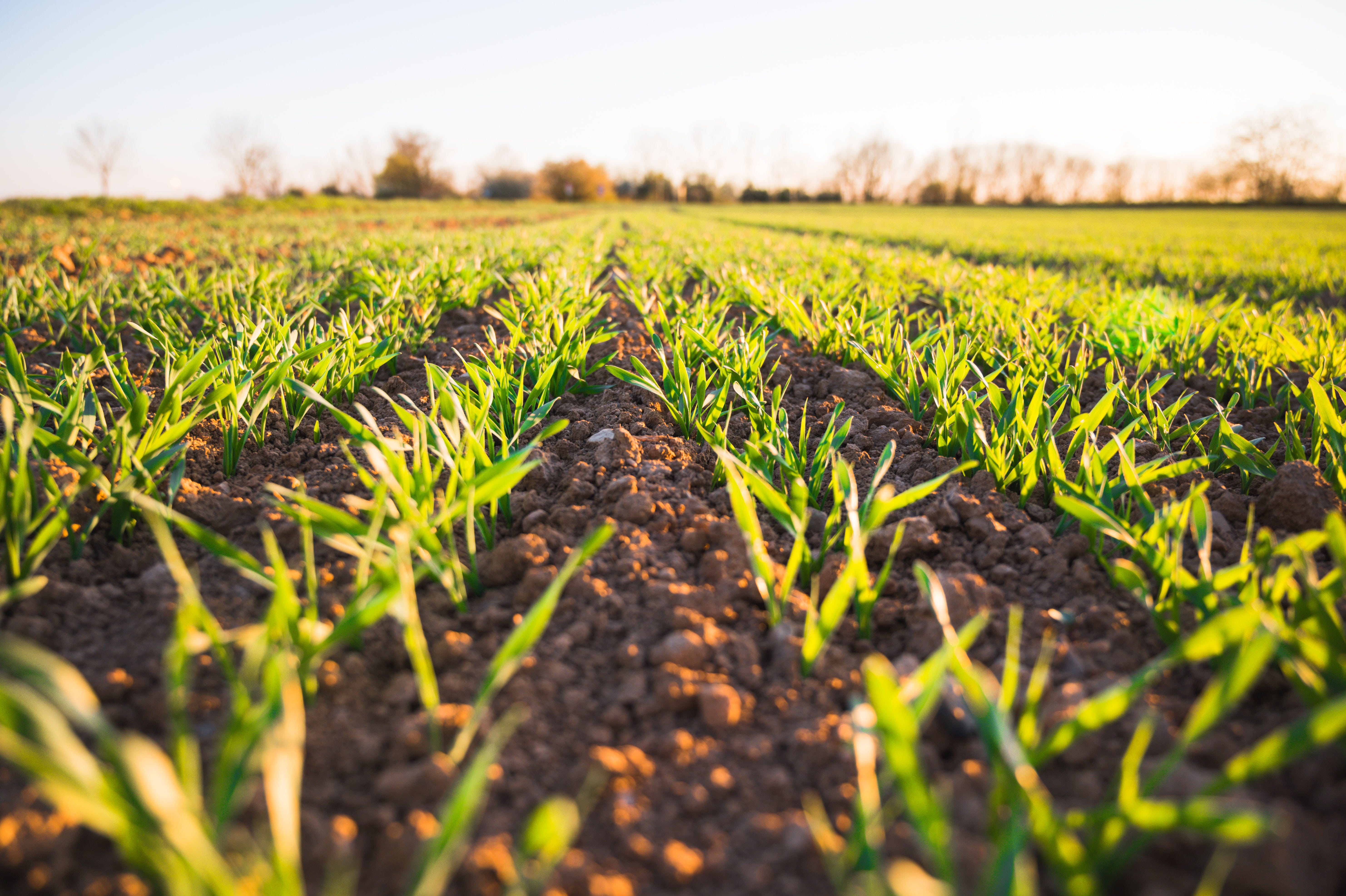 Agritech vs Food Tech: What’s the Difference