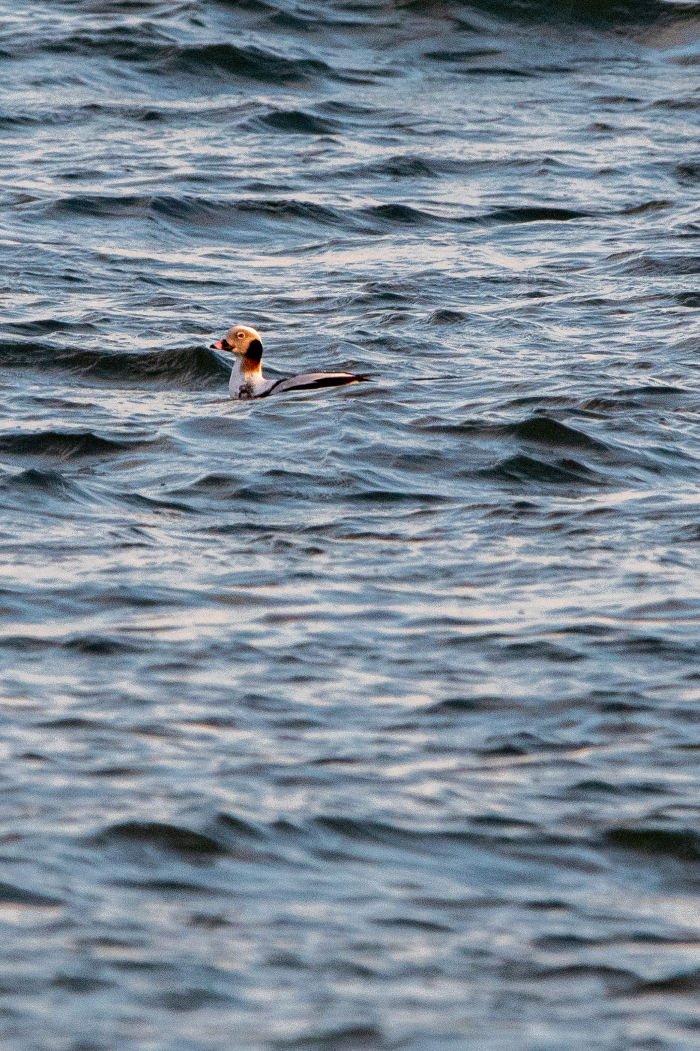 Horned larks, long-tailed ducks, and a seal