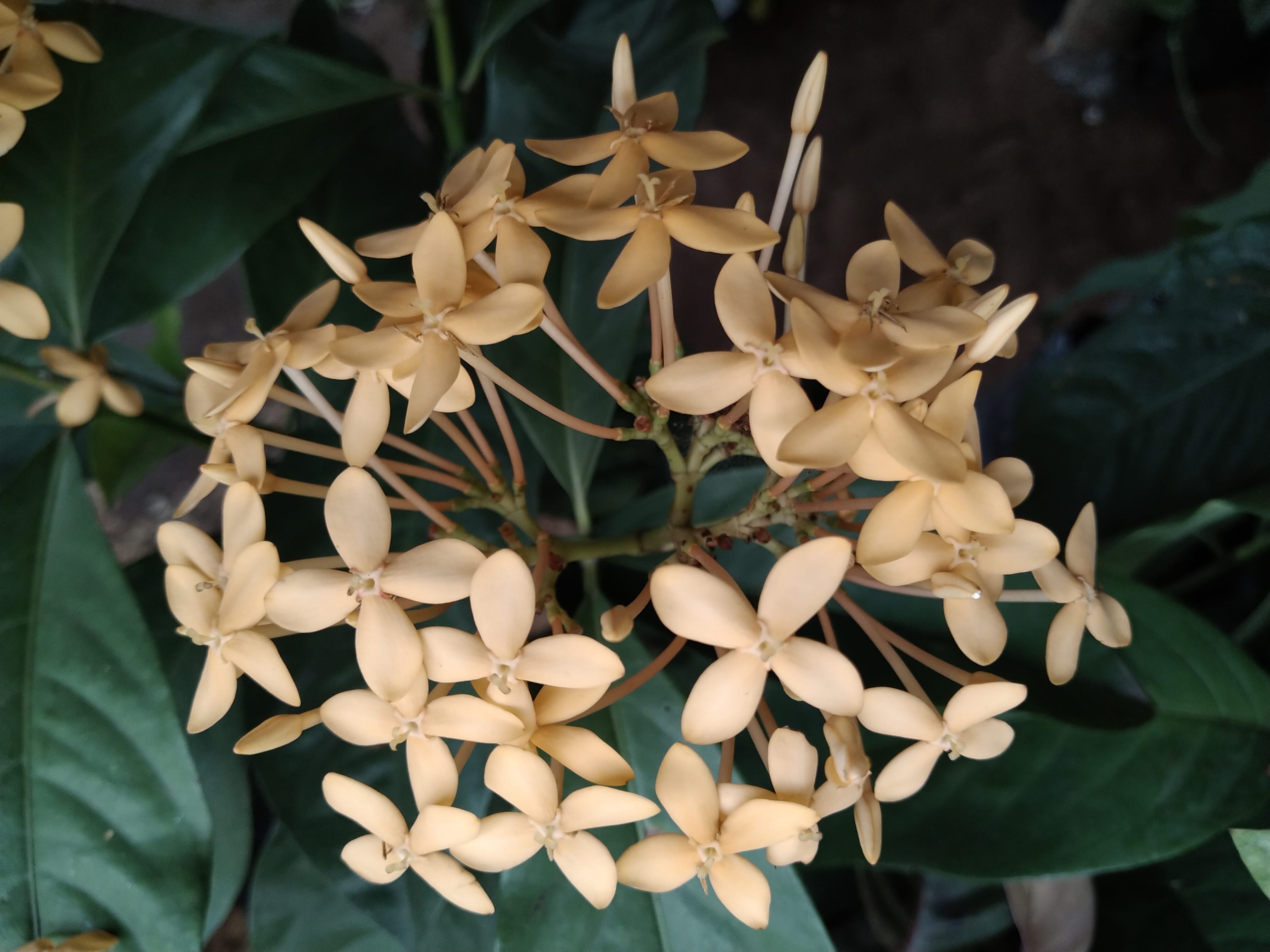 Ixora coccinea, a hardy perennial flowering shrub