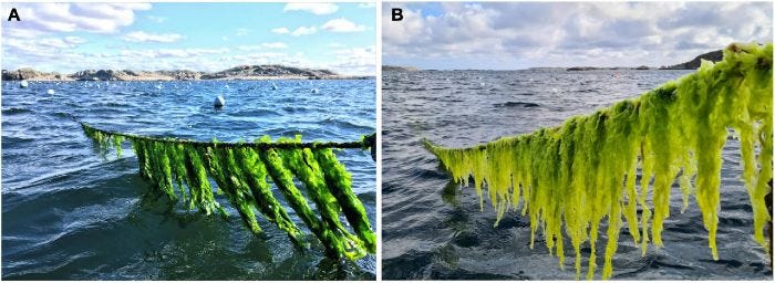 Ulva. Too much - or not enough? - by Steven - Phyconomy