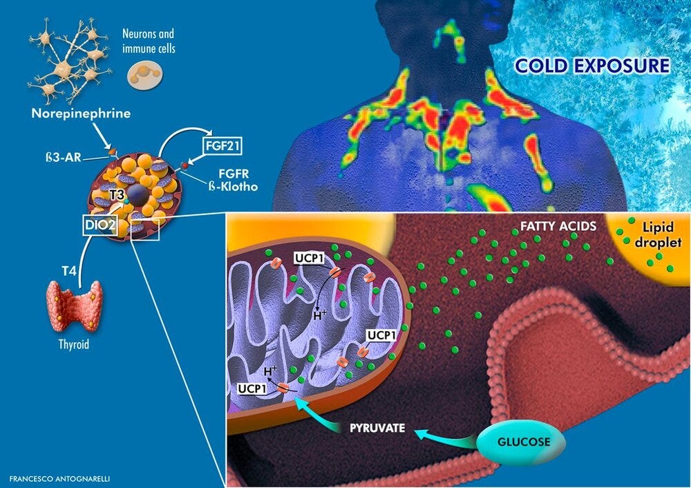 Cold Thermogenesis and The Brain - by Louisa Nicola