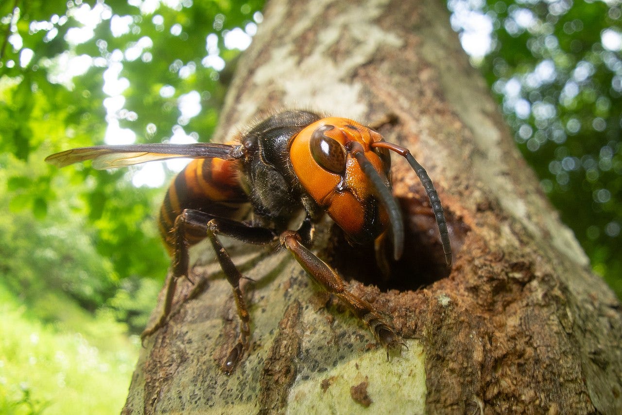 Numlock Sunday: Hannah Weinberger on giant hornets