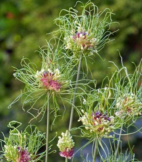 Know your onions: my Top Five alliums to buy right now