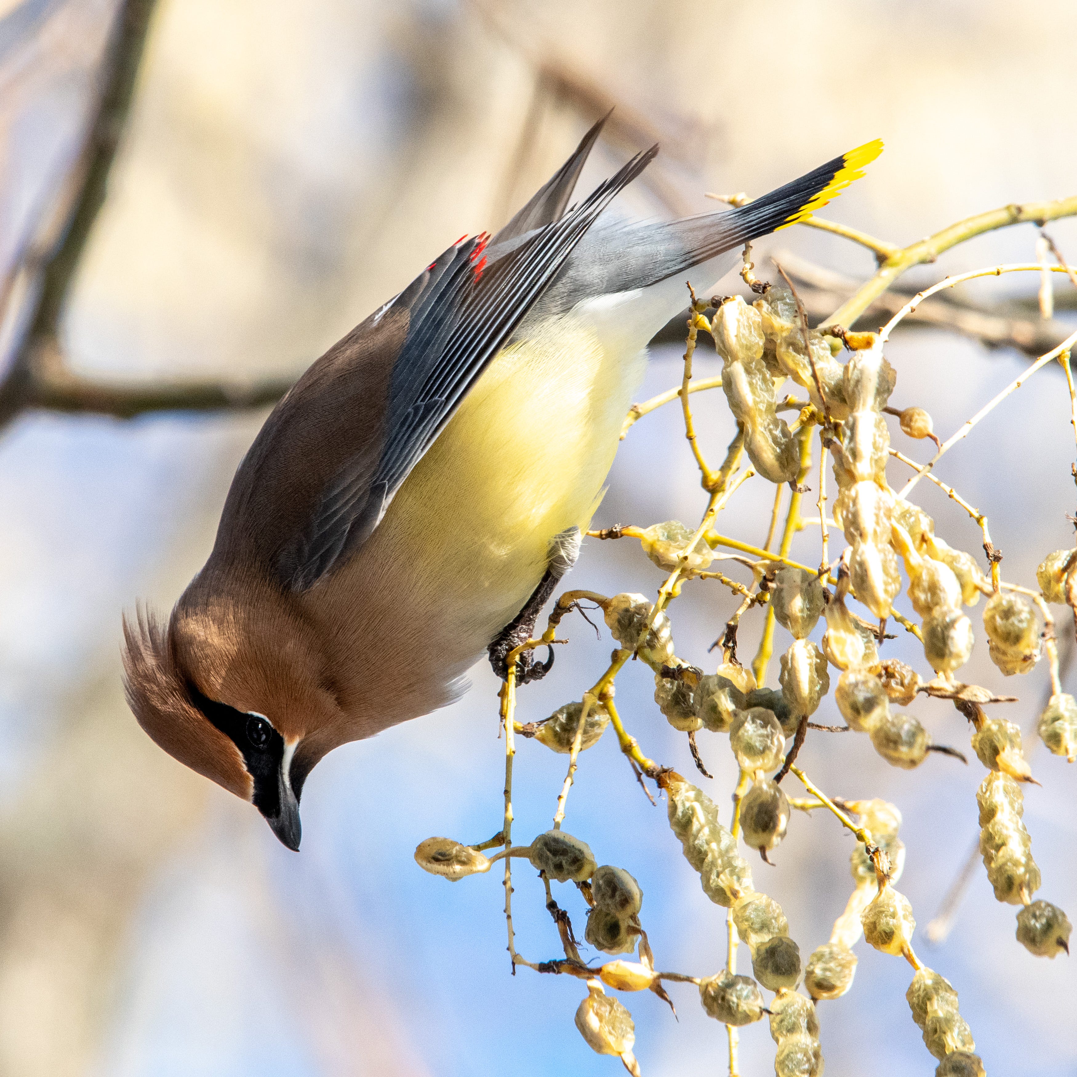 Waxwings in real azure - by Caleb Crain - Leaflet