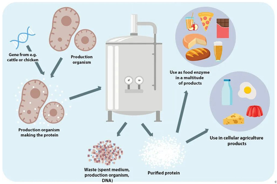 The Protein Revolution - Part 2 - by Tiffany Liu