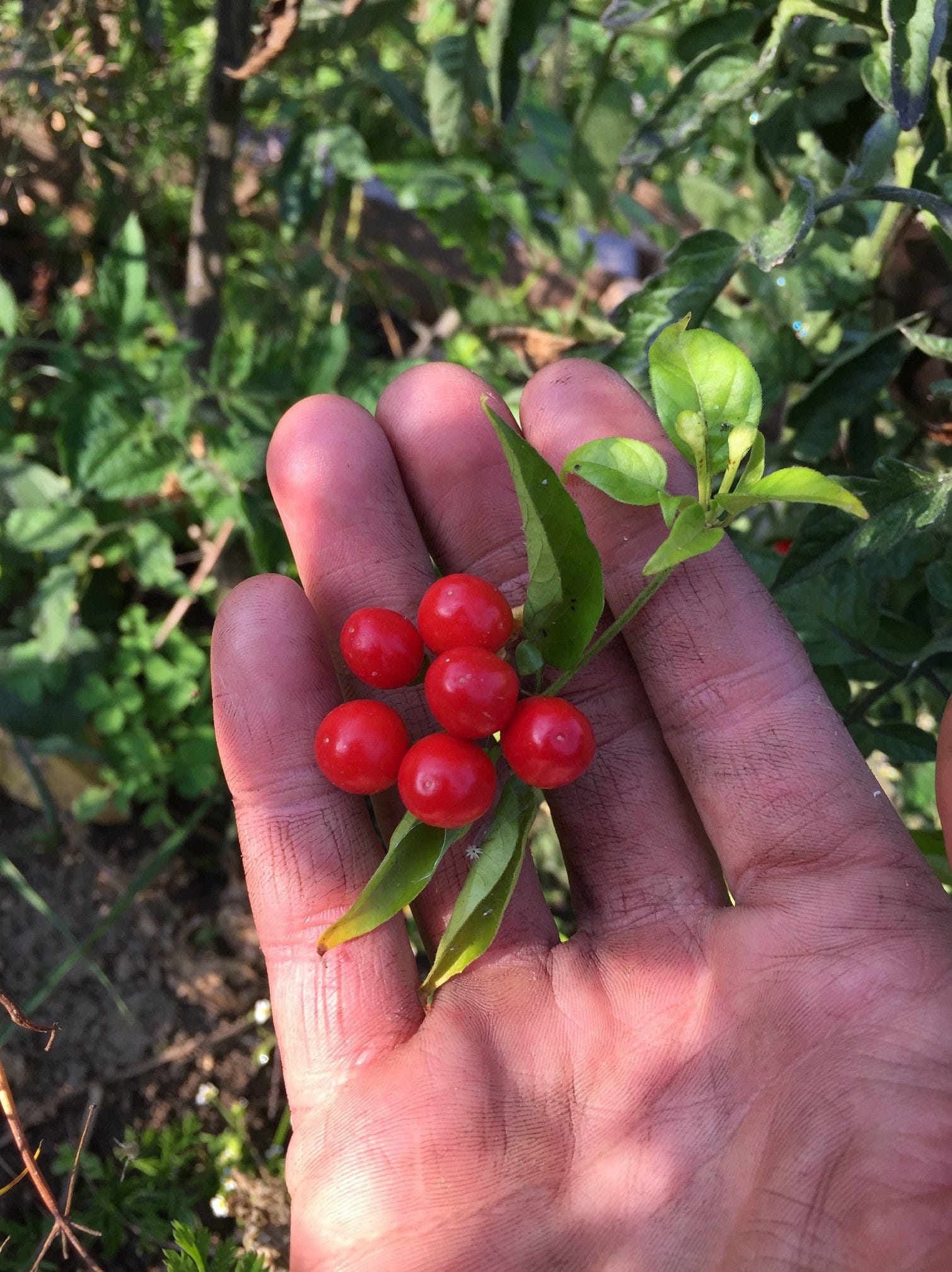 Hot Peppers For Health - by Gavin Mounsey