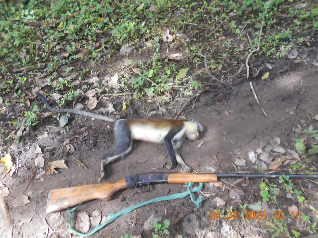 Unchecked poaching inside Ogun forest as wildlife migrate to other habitats