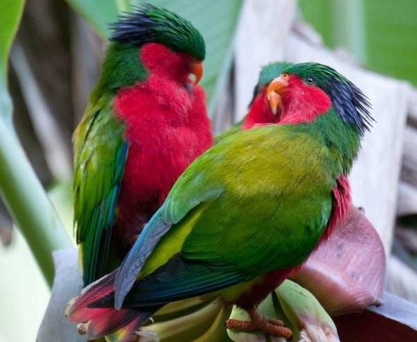 Land of the birds - Vol 16 part I - Coconuts & Kimchi