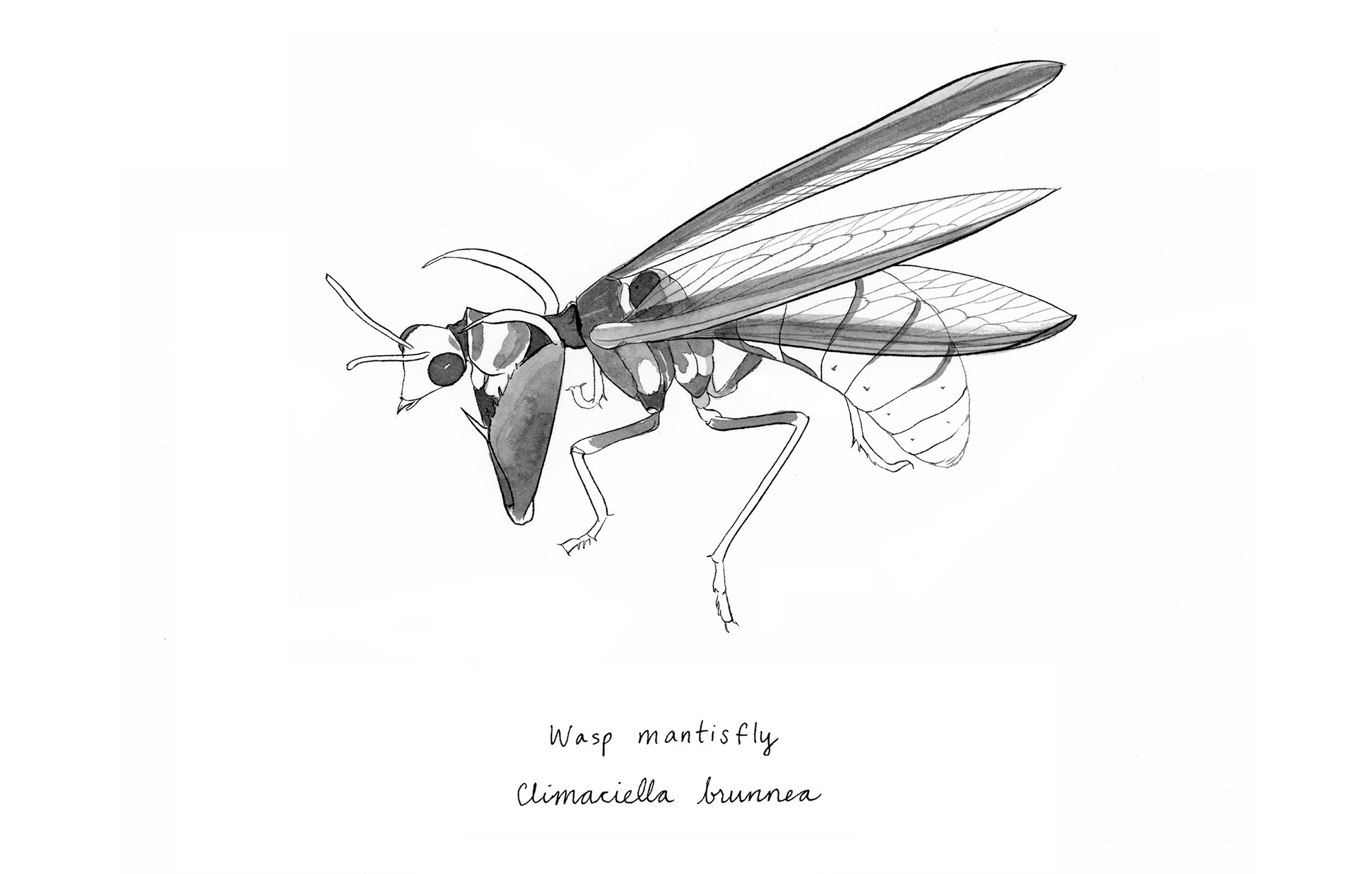 Wild Life / Insectpedia - by Amy Jean Porter - Wild Life