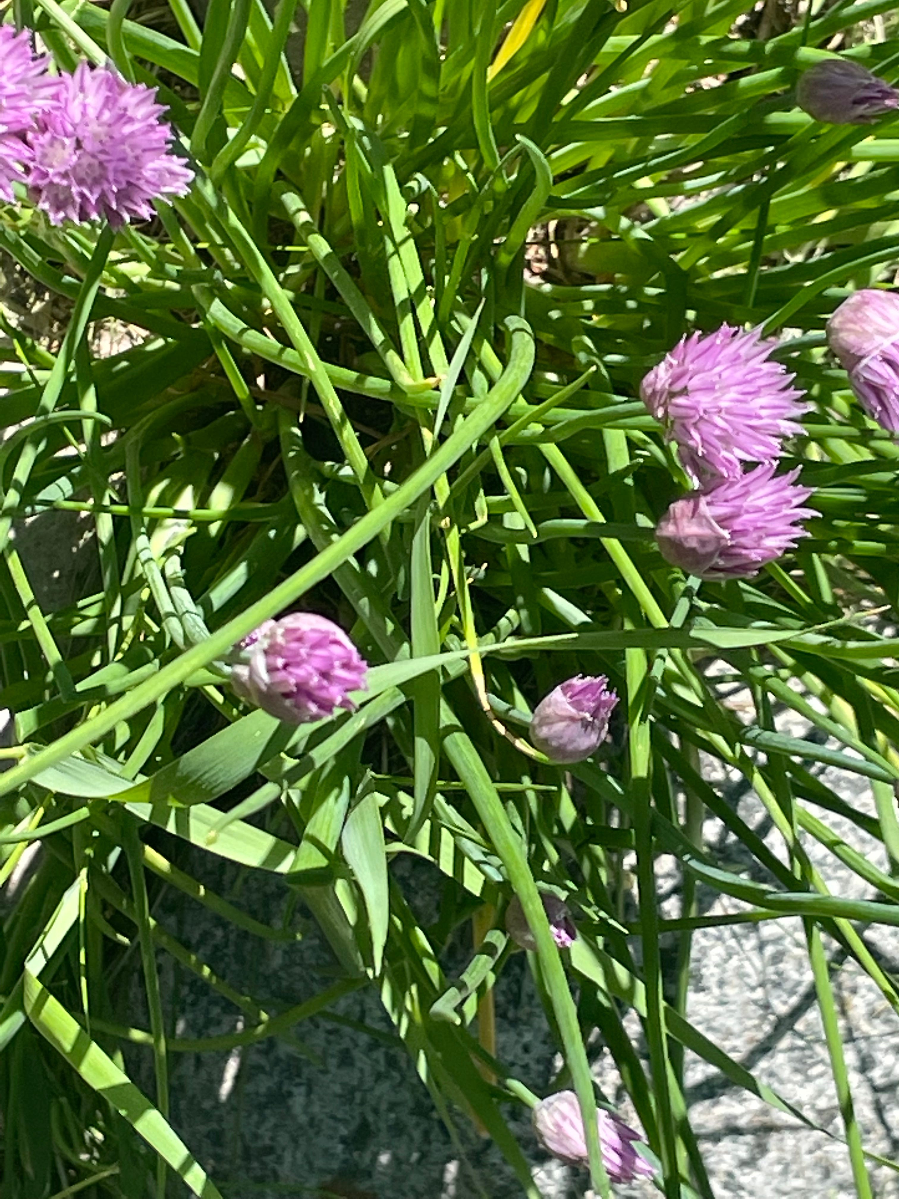 Charred Chive Salt - CUISINIQUE