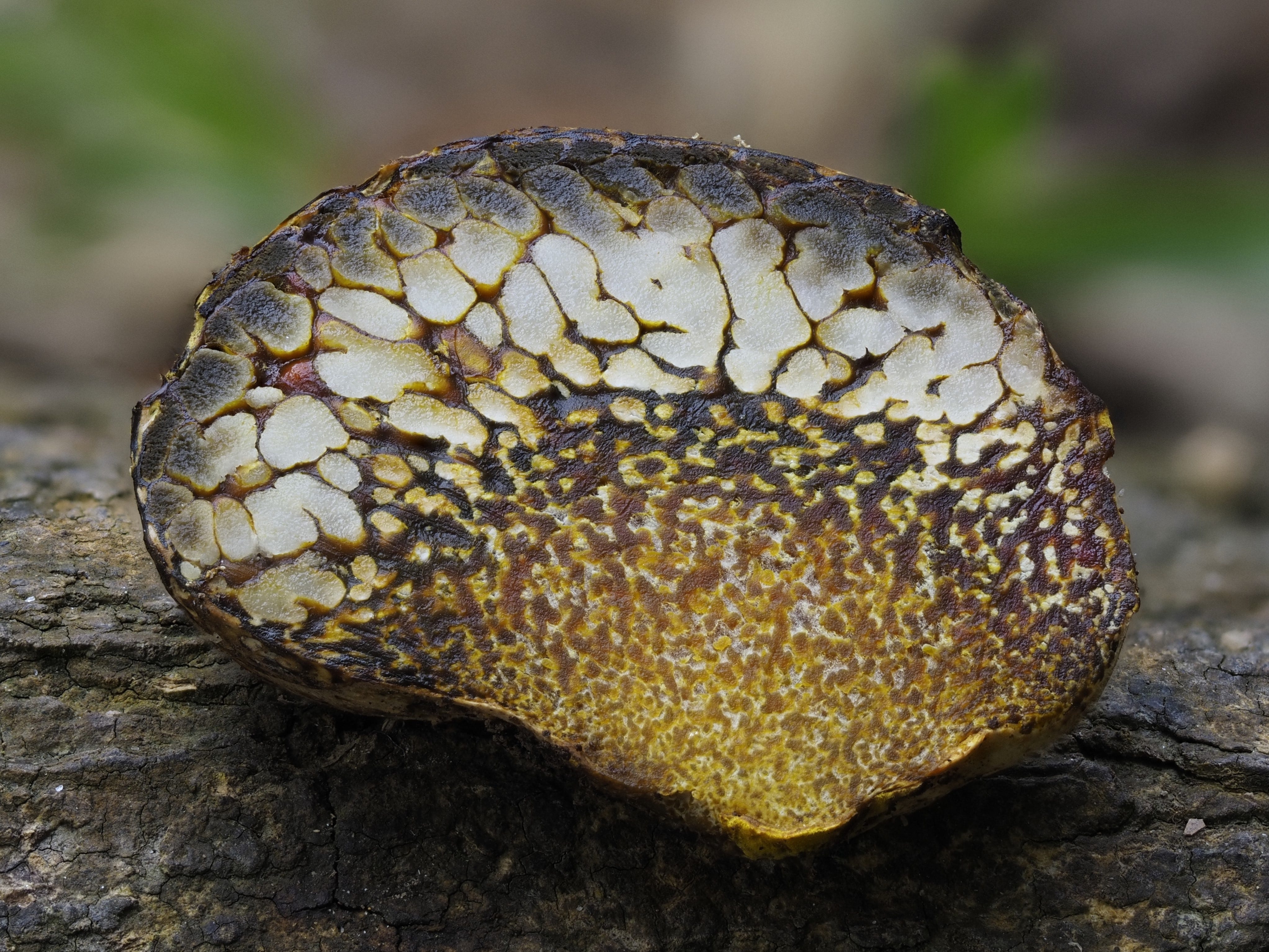 A Sandworm, Stinkhorn, Staticky Bonnet Mold, and a Dead Man's Foot