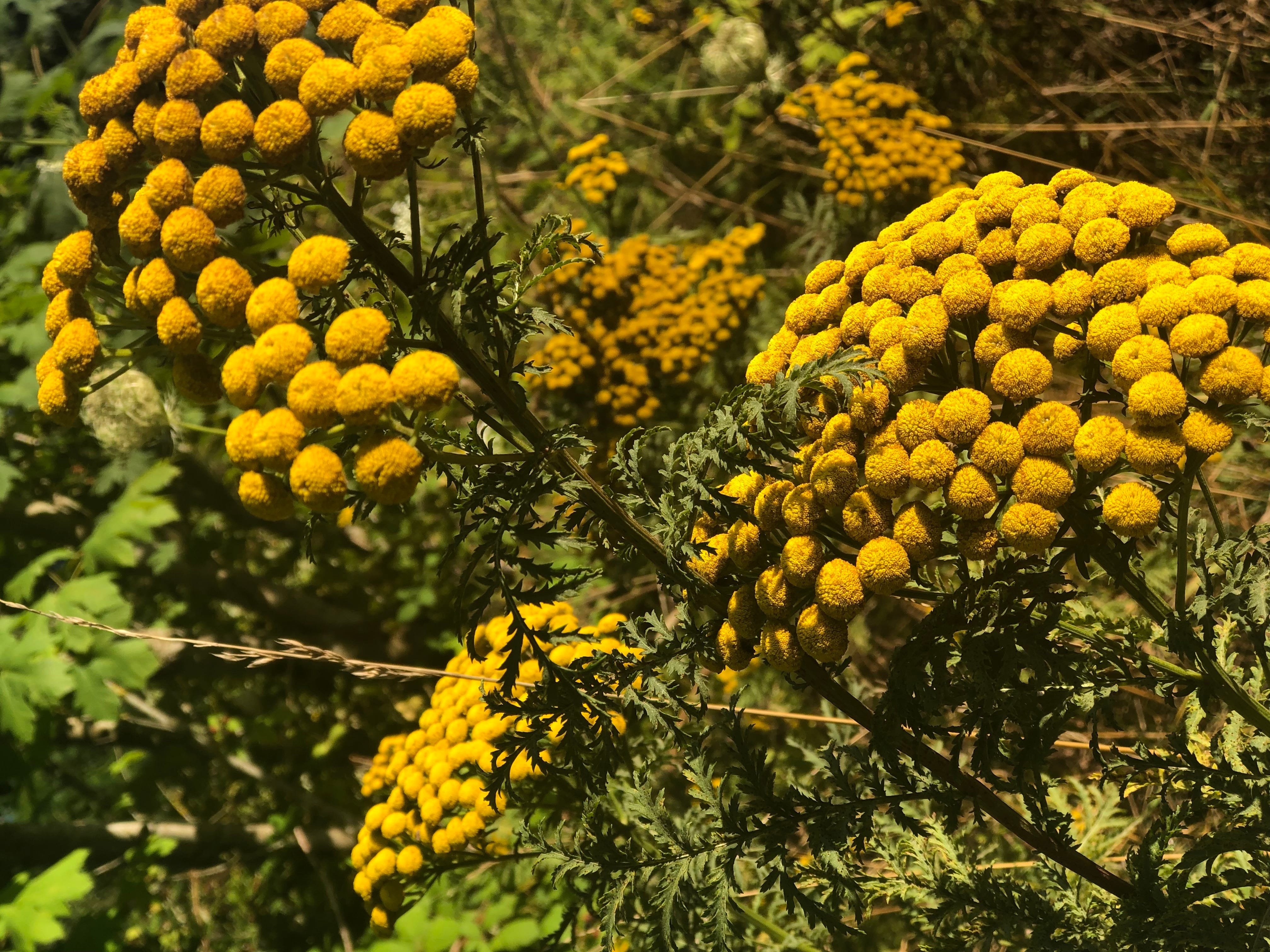 Poems for the End of Summer - by Lydia McDowell