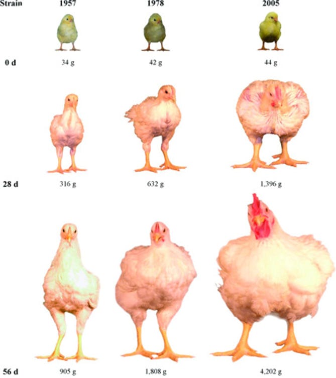 Notes on Progress: Selective breeding and chicken welfare