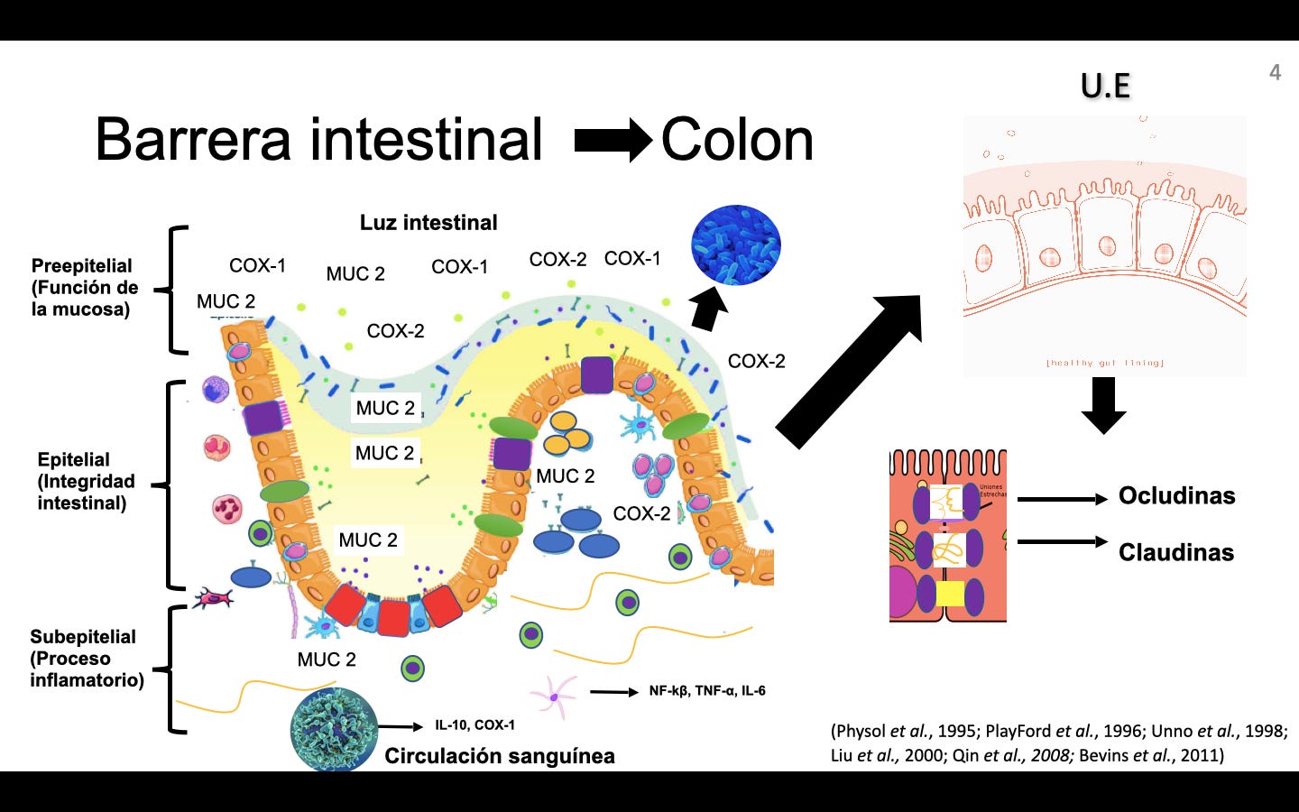 17. Salud INTESTINAL. Qué hacer para mejorarla