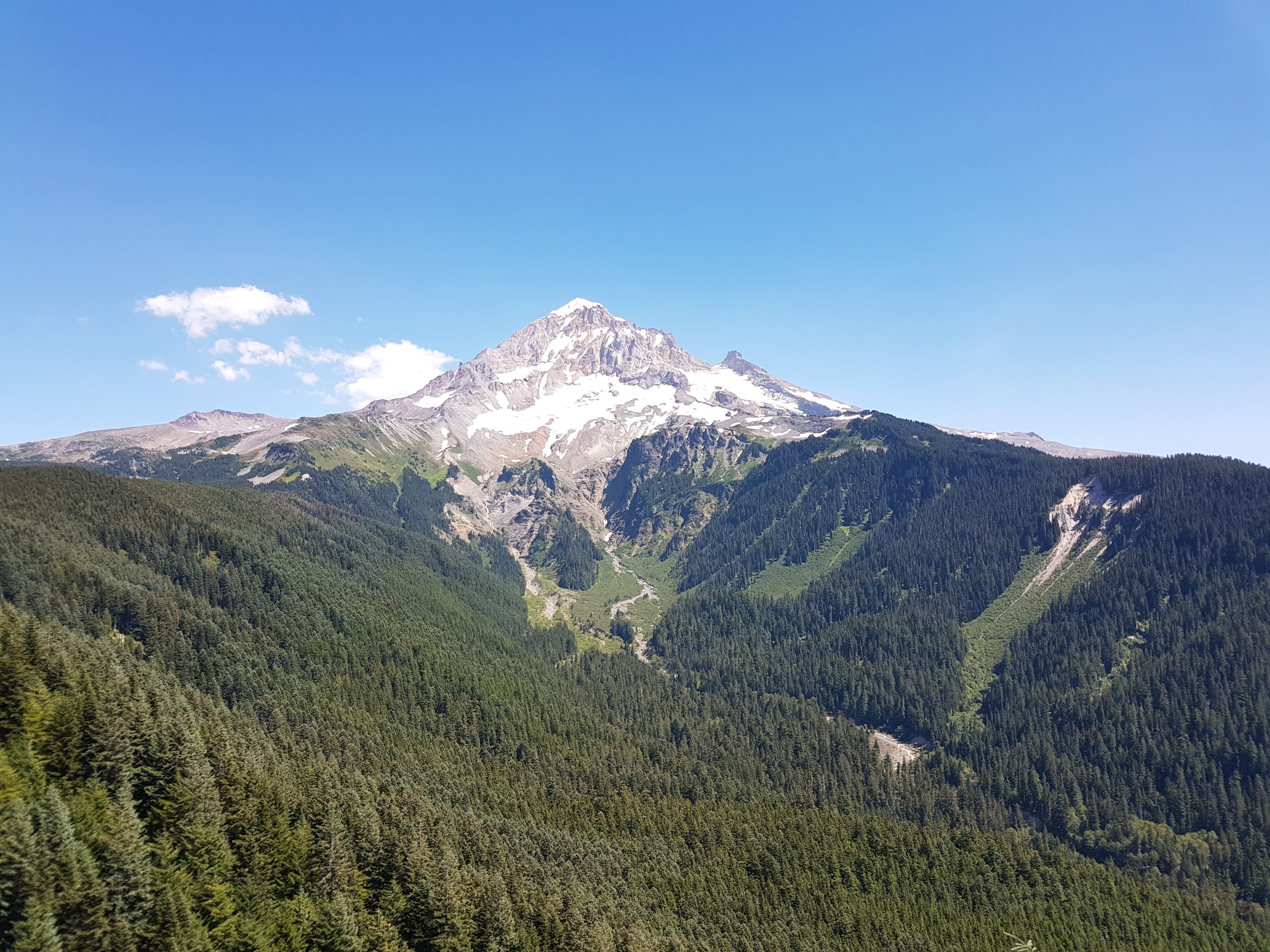 Devil's Club (sḱaəkač): The Alchemist - by rose dè danann