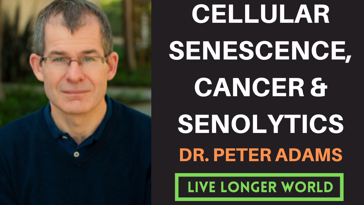 Cancer, Cellular Senescence & Senolytics | Dr. Peter Adams