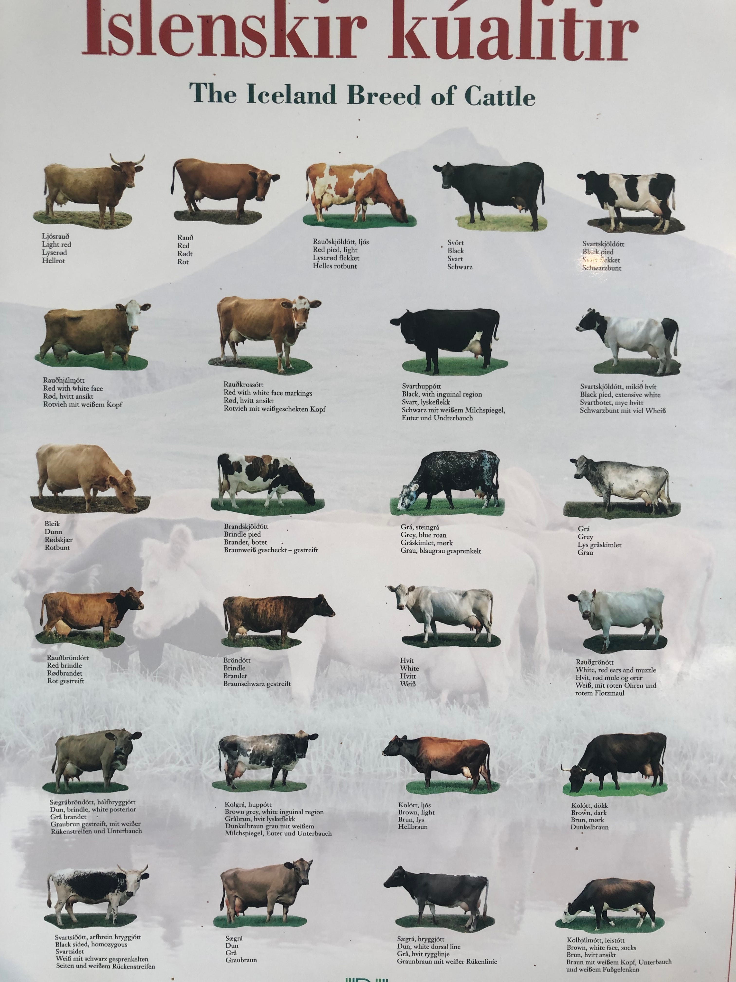 Icelandic cows: A2 milk, unique genetics, and farming practices.