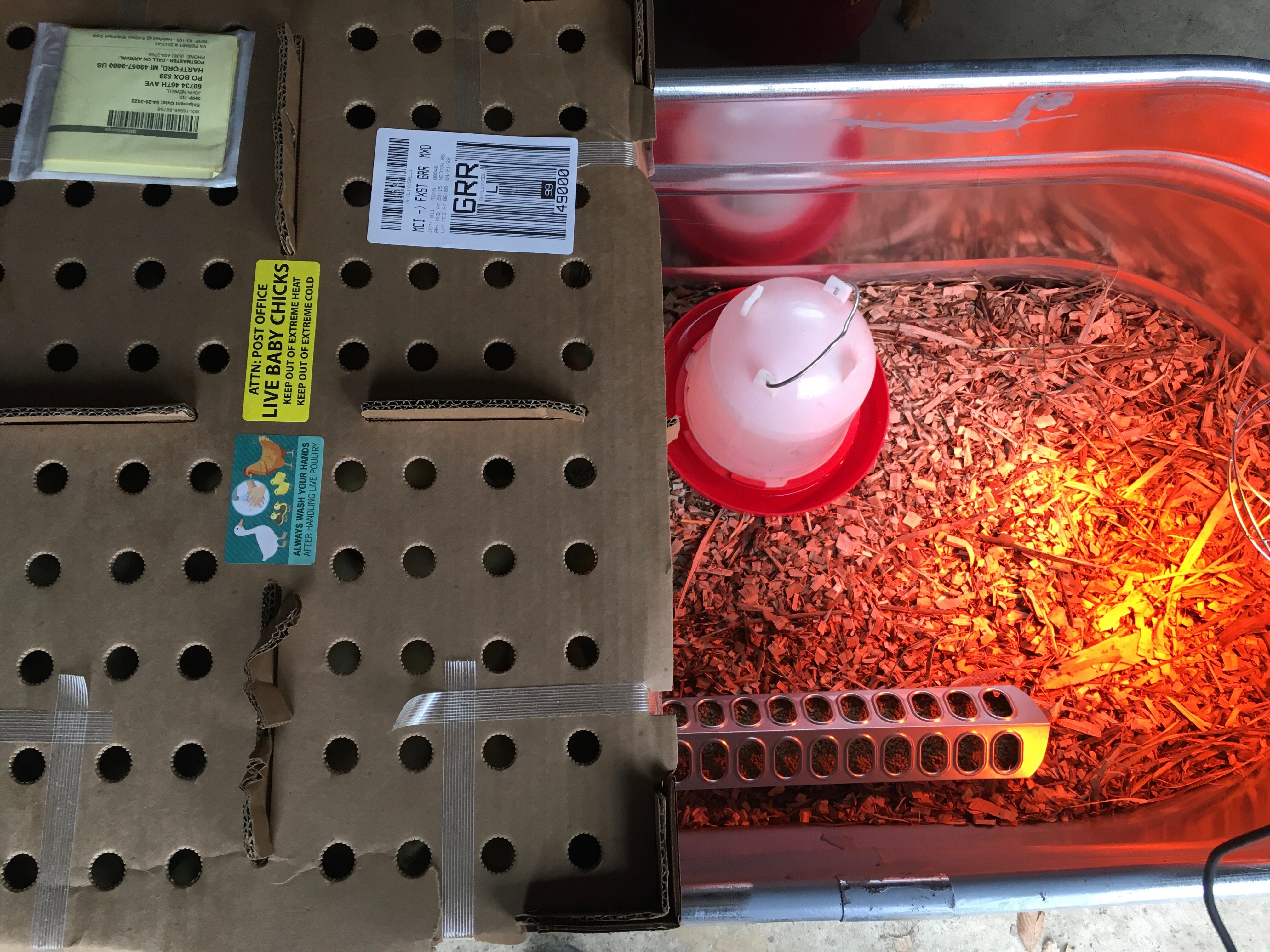 2022 Aug 31 Meat Birds Post Mortem - by John Newell