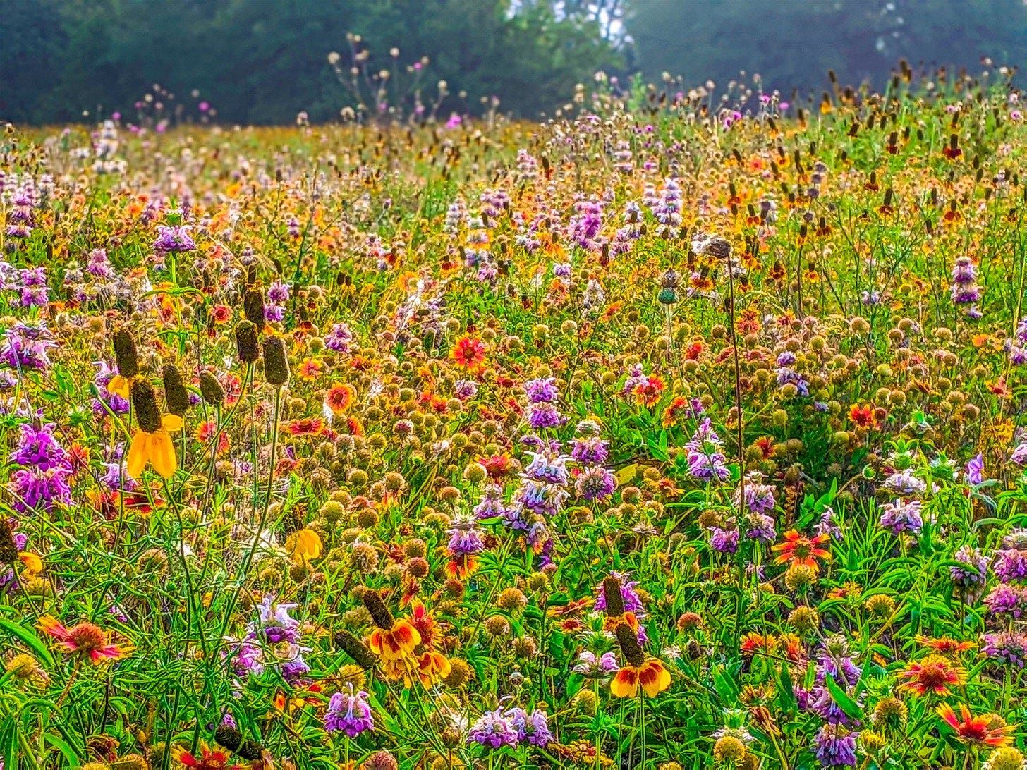 Deep In The Heart Of Texas...Are Some Amazing Wildflowers