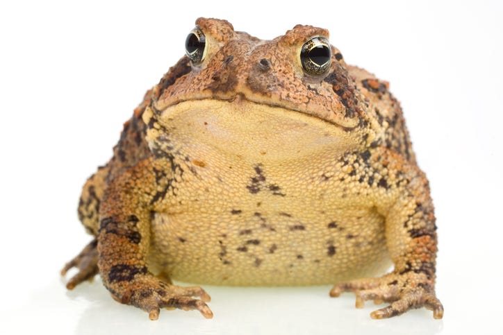 Toads with Teeth: on talking to our fears - by Rowan Mangan