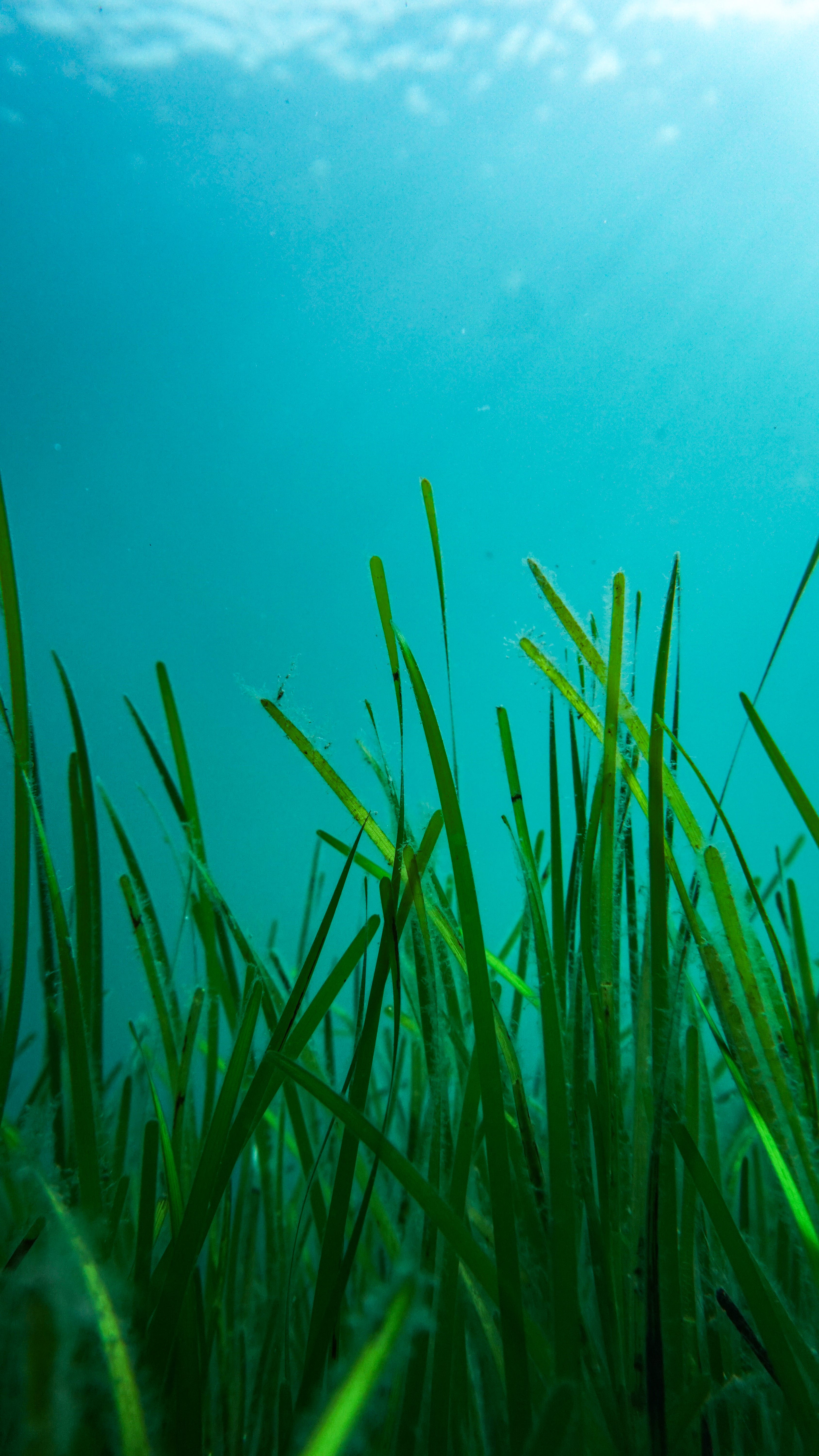 Mystical Meadows - by JDScuba - Jake Davies - Ocean Pulse