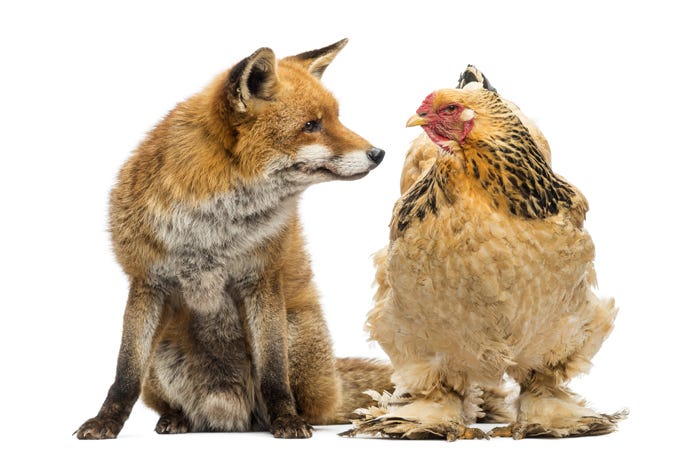 The Fox and The Hen - by Kulak - Anarchonomicon
