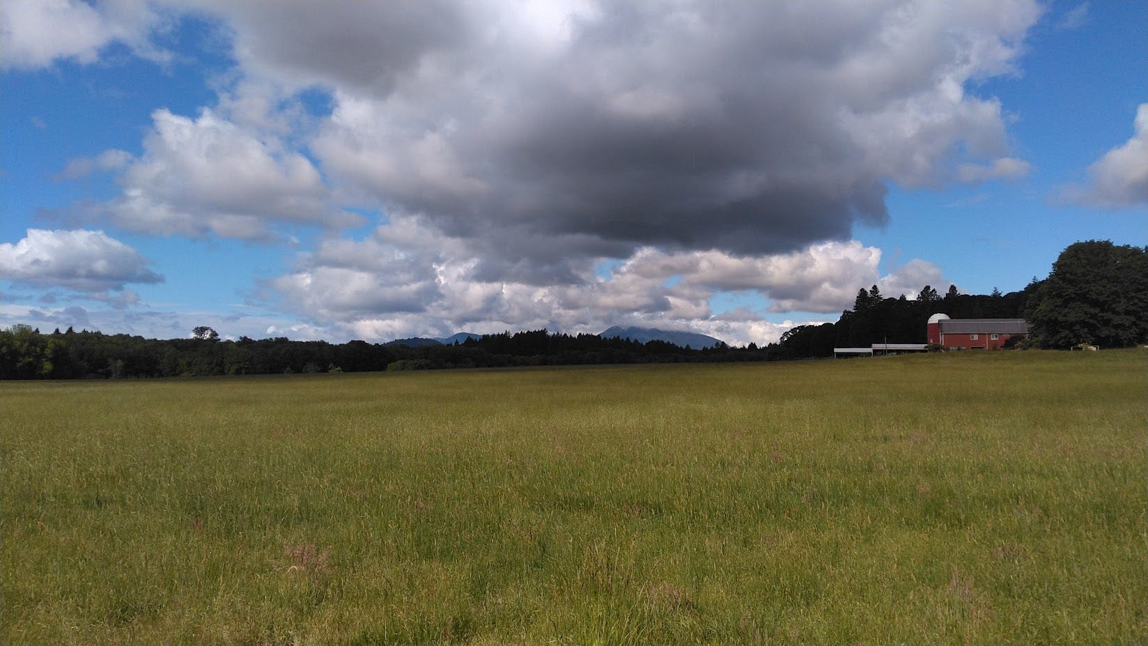 April Showers - by Markael Luterra - The Dendroica Project