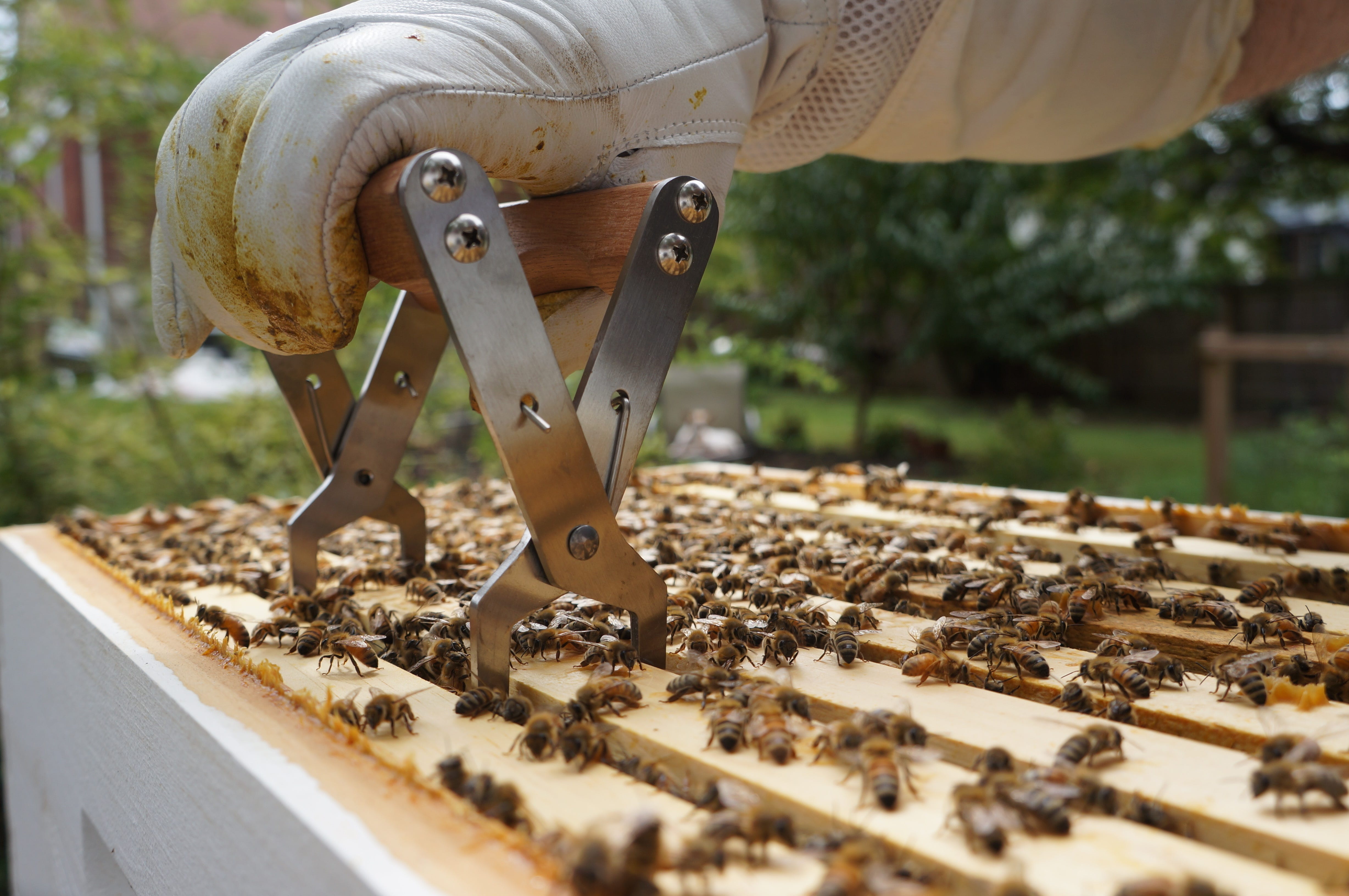 Tips and advice for the beginner beekeeper - by Liz Fulghum