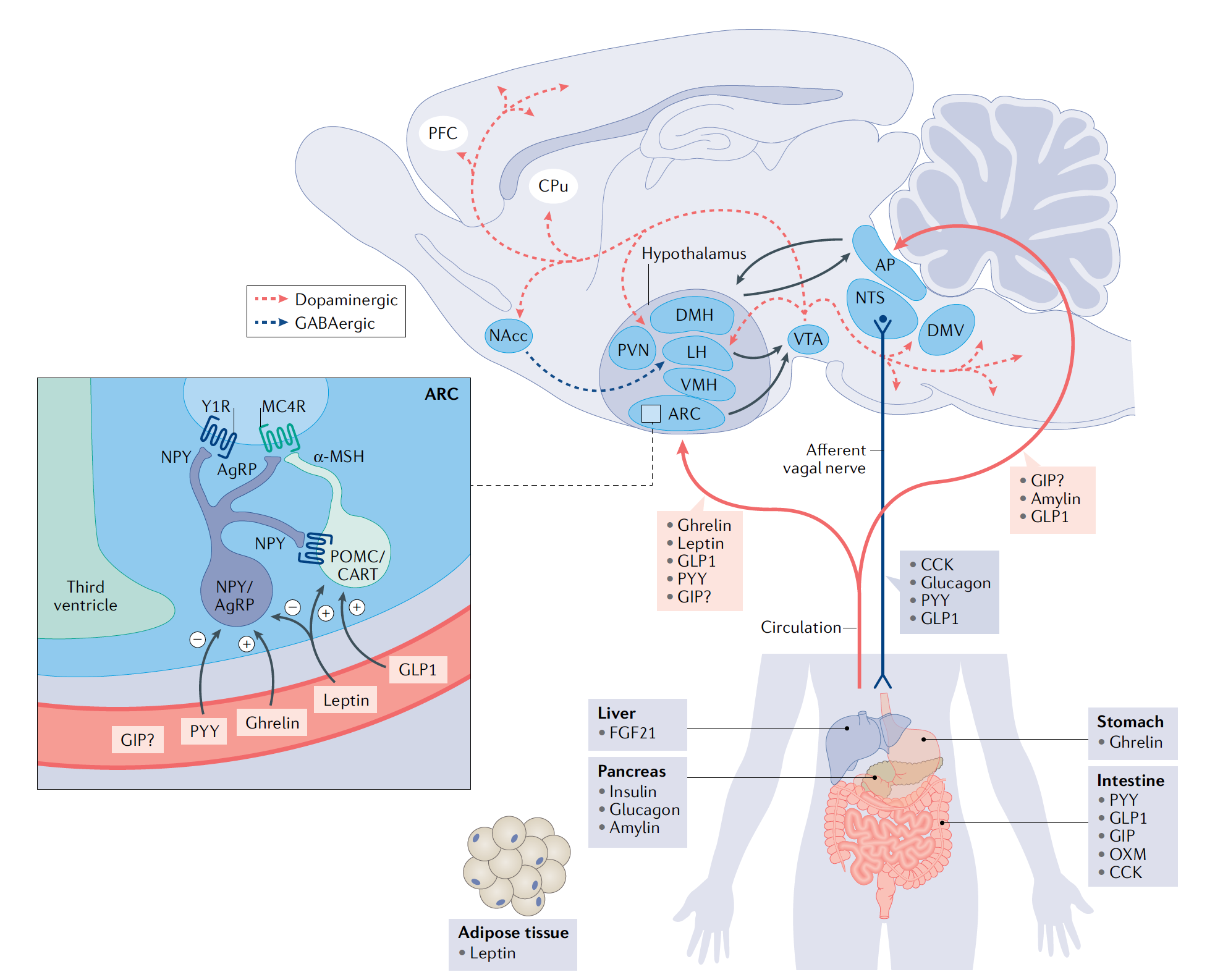 The New Obesity Breakthrough Drugs - by Eric Topol