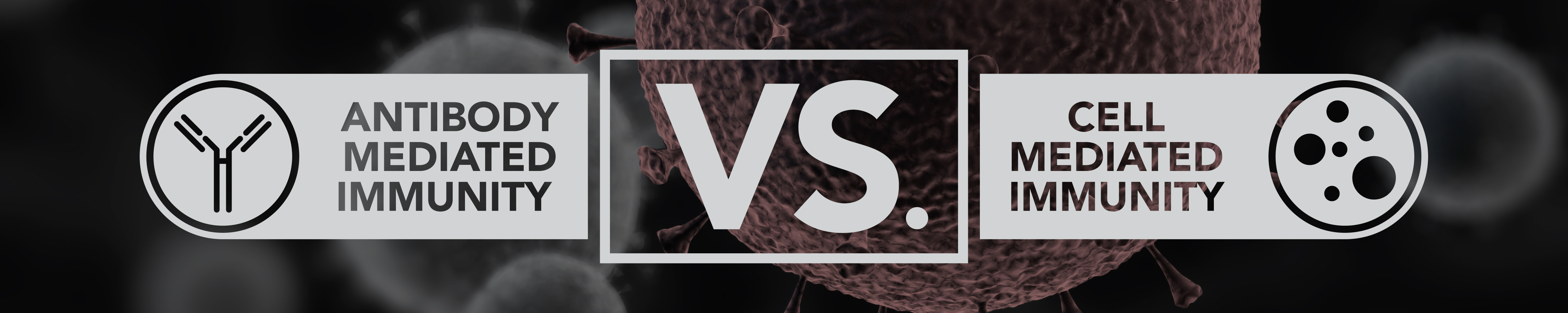 Antibody Mediated Immunity vs Cell Mediated Immunity