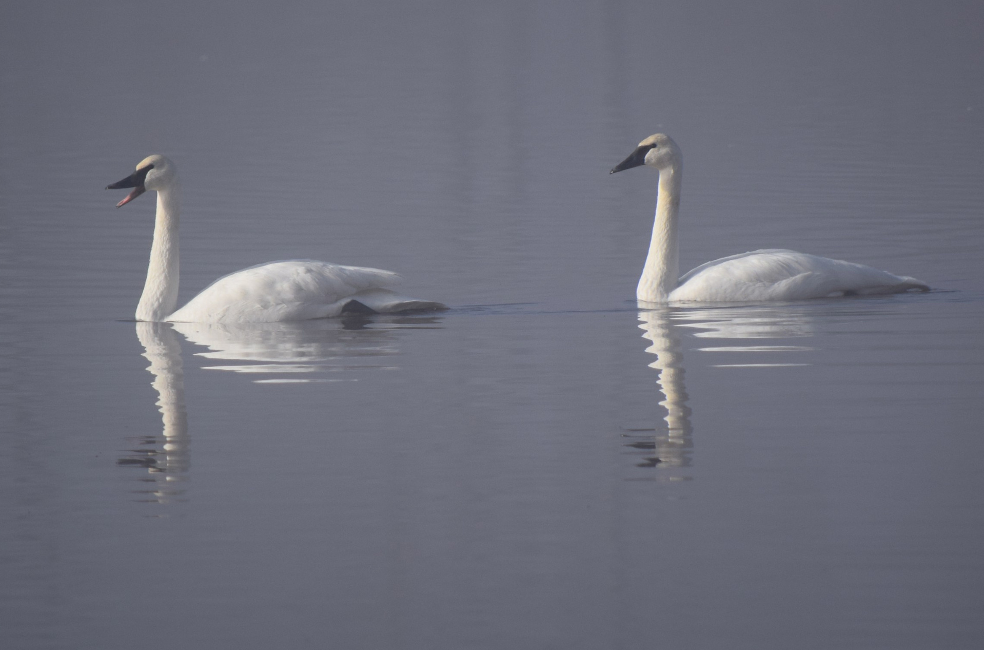 Seven show-stopping Midwestern bird species - by Bob Dolgan