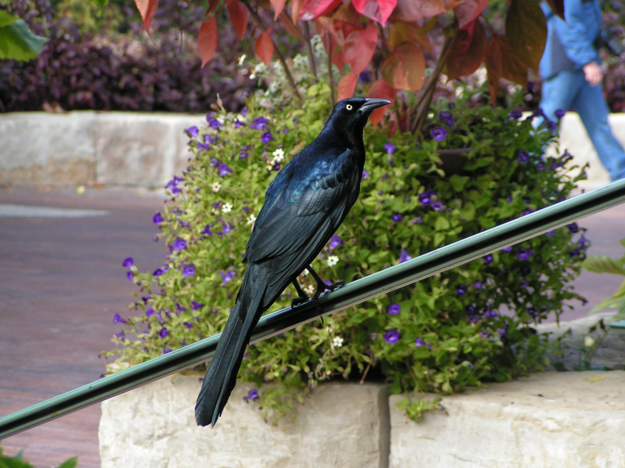 GroovyMojo | Jerry J. Davis | Substack