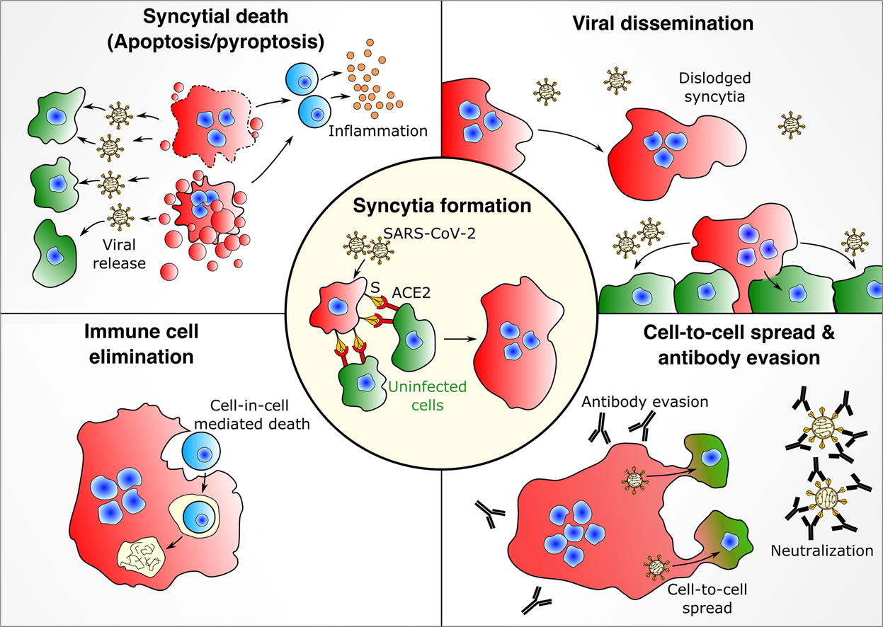 mRNA derived Spike creates Syncytia - by Moriarty