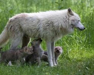 Egg-Laying Elephants and Overly-Pregnant Wolves