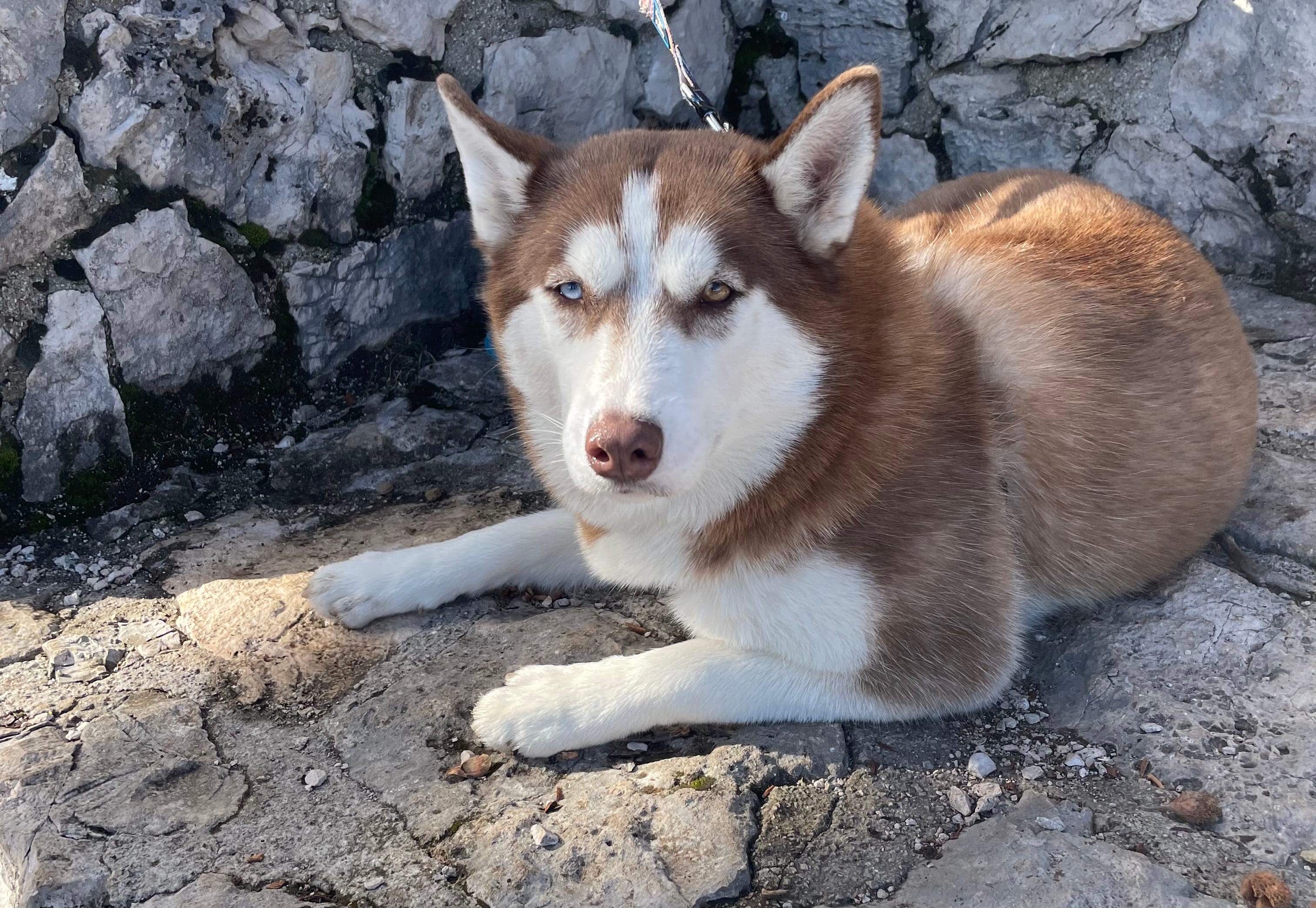 Bestiale #44 - by Leonardo Mazzeo - Bestiale