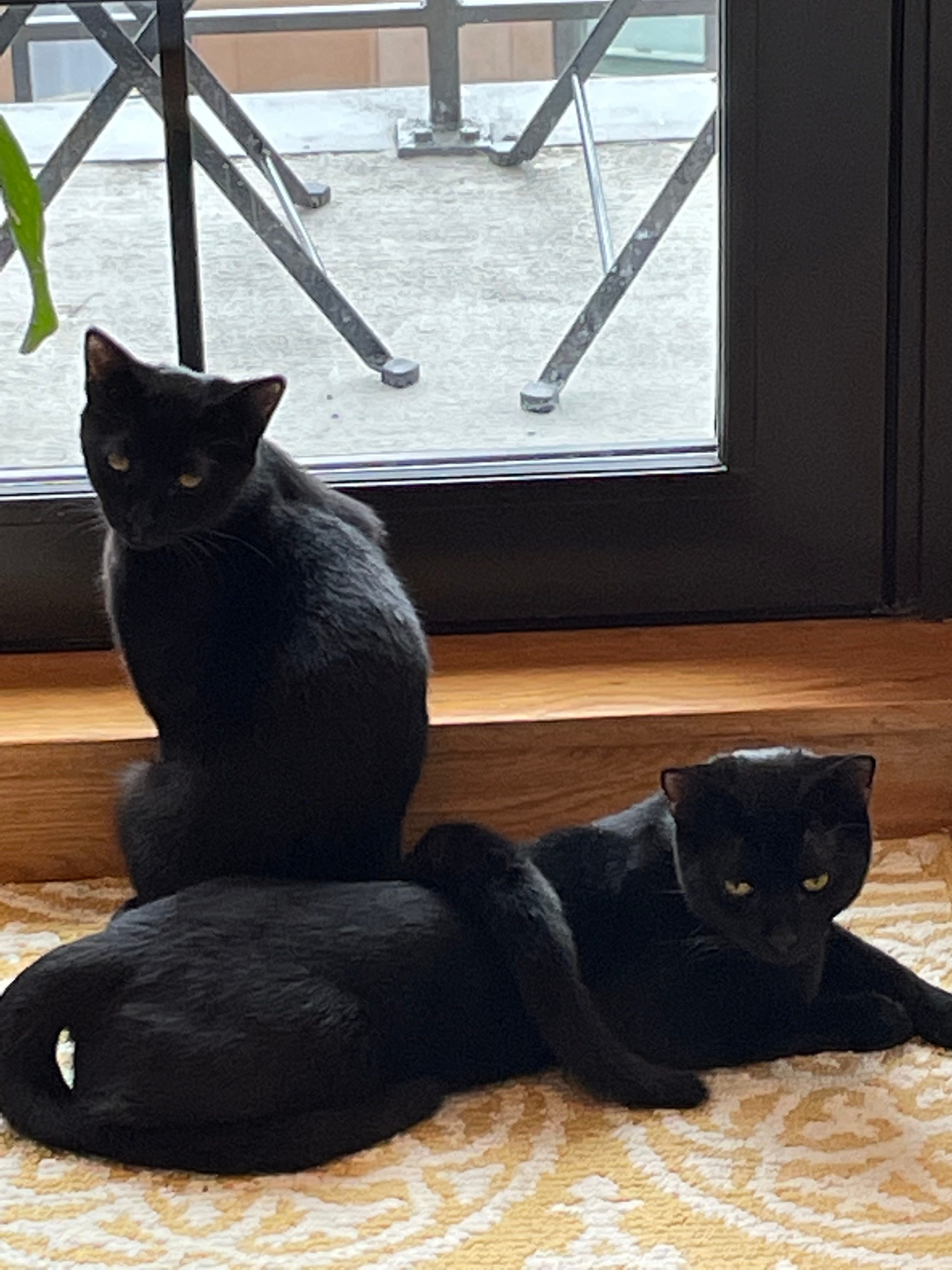 Basil's Tail - by Tys Sweeney and Lily Zhang - Two Cats