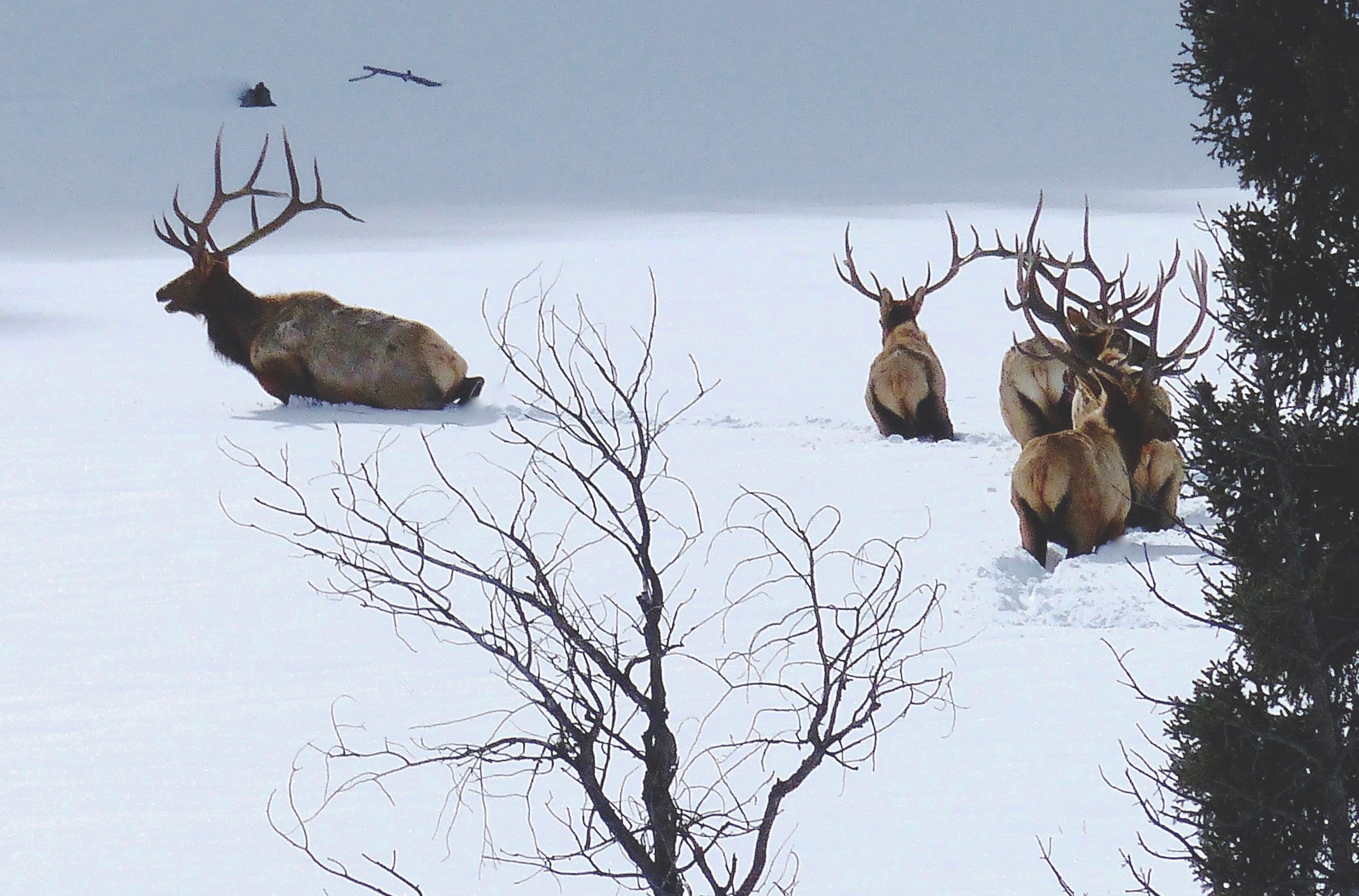 A Thicket of Elk Antlers - by Rick Lamplugh - Love the Wild