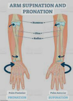 Rotating the forearm on the backhand - by Alpha Lo