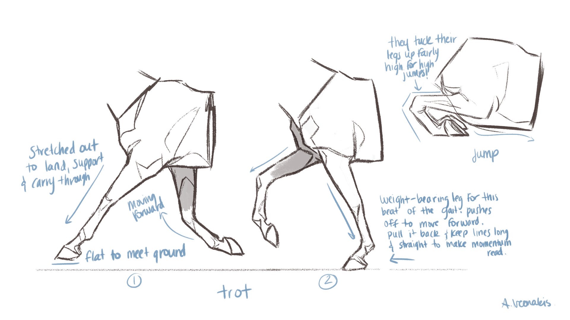 Horse Drawing Notes - Alexandria Neonakis' Sketchbook