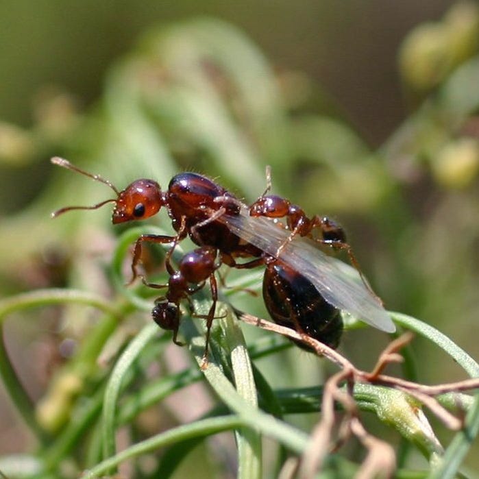 Flight of the fire ants - by Christopher Brown
