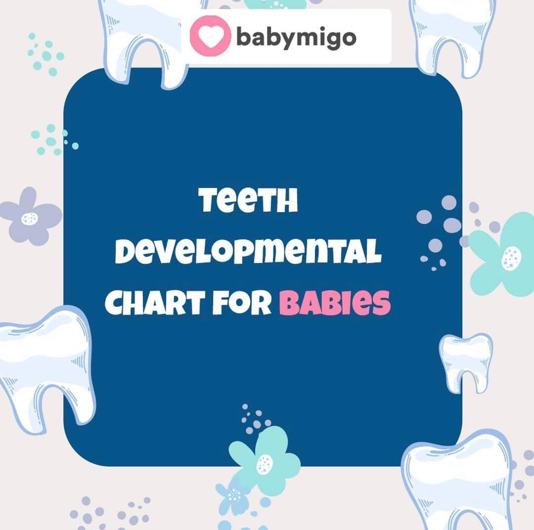 Teeth Developmental Chart for Babies + Babymigo Quiz of the week 😉