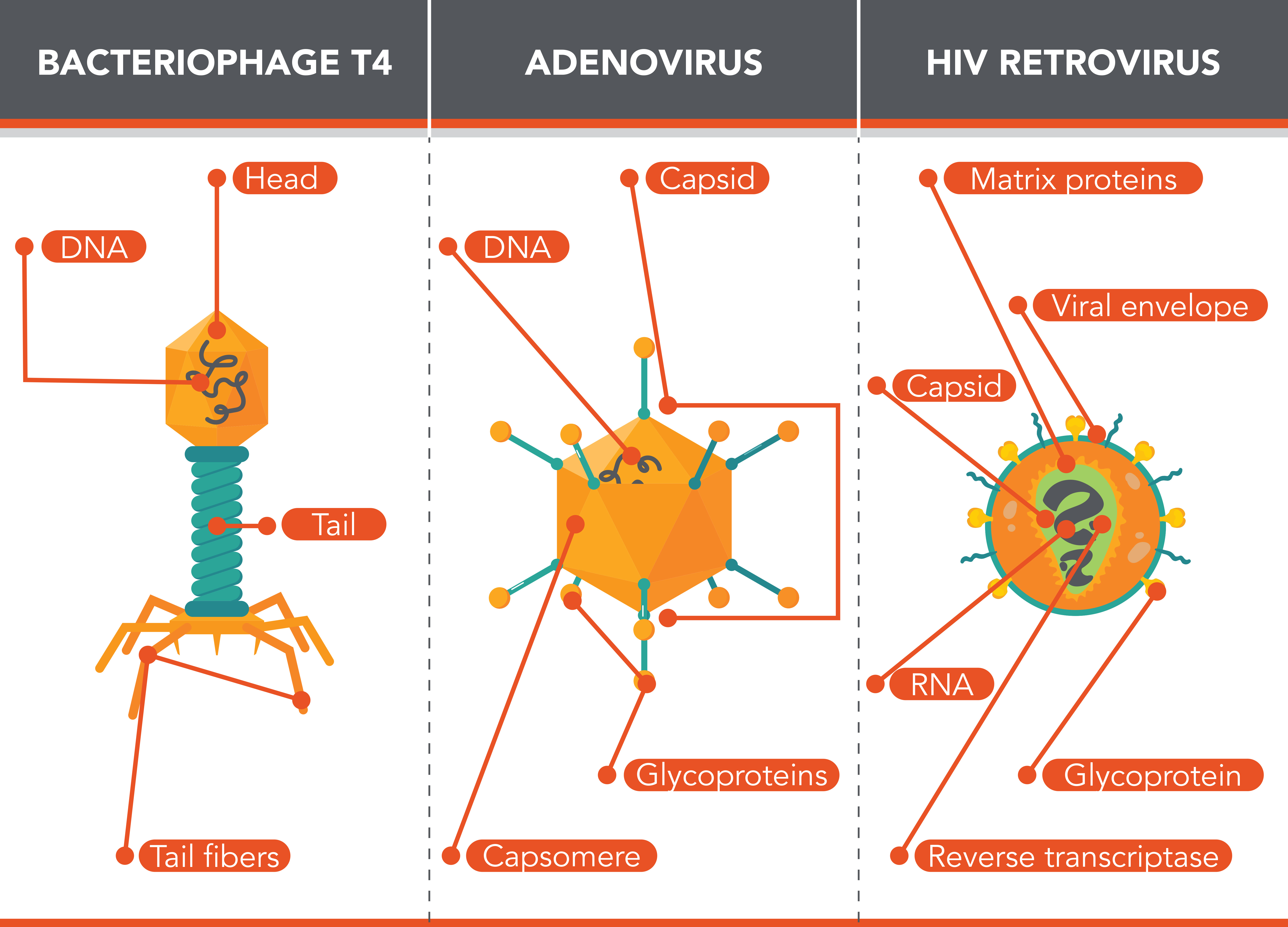 Breaking it Down: Parts of a Virus