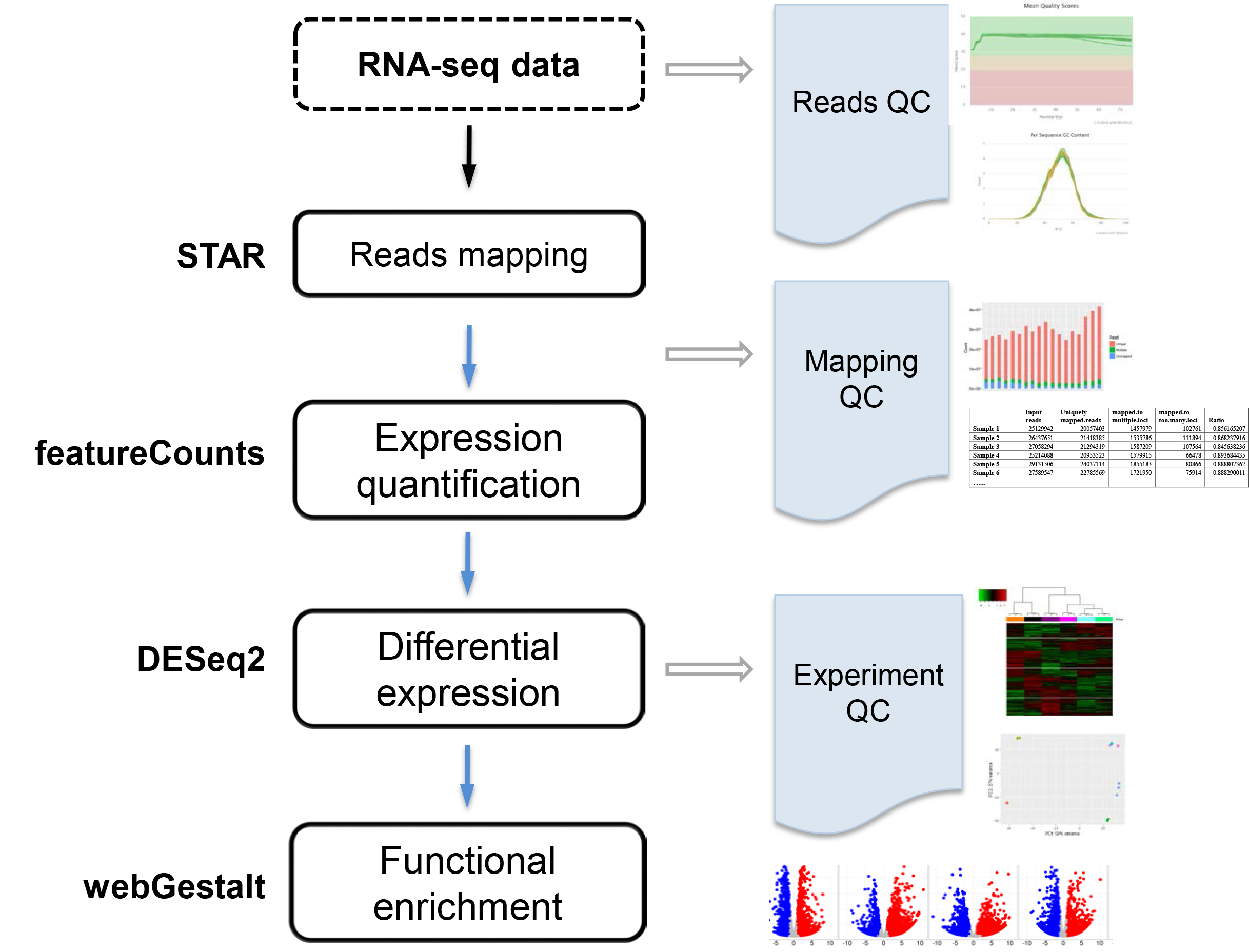 Bioinformatics pipelines: The arteries and veins of modern NGS data ...