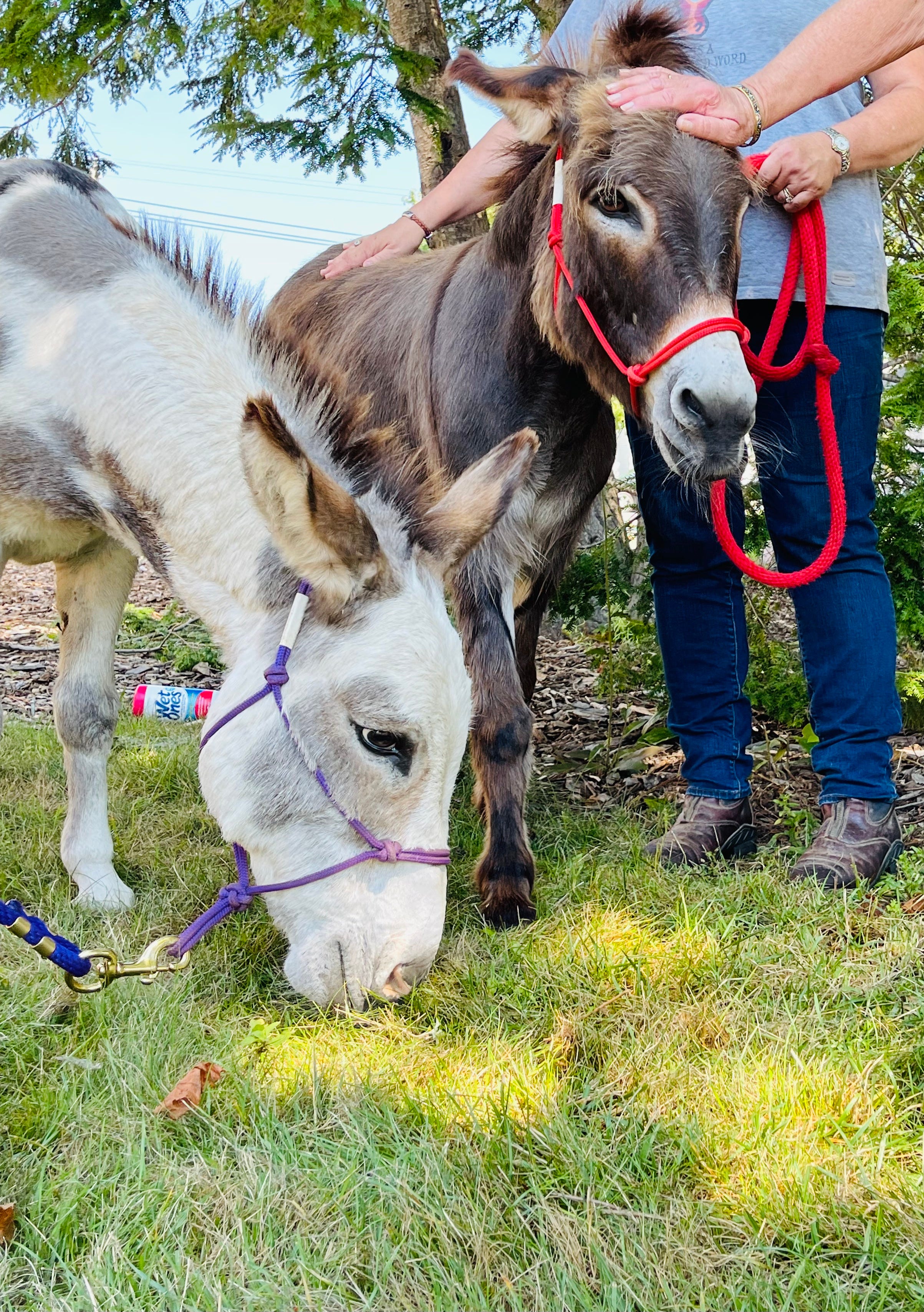Library’s Festival of Fun Full of Hee-Haws, Learning, and Fun