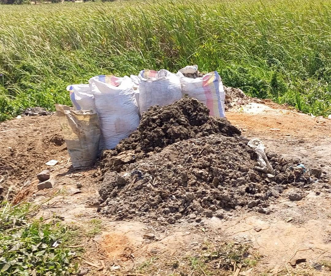 Farmers resorting to manure as prices of chemical fertilizer skyrocket