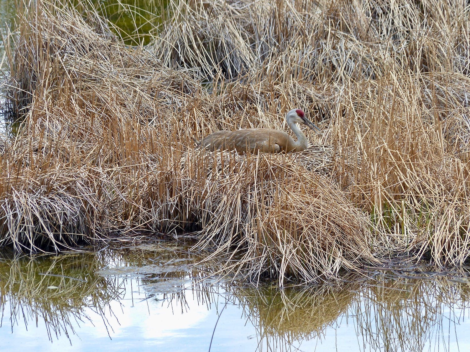 How Sandhill Cranes Defend Their Young - by Rick Lamplugh