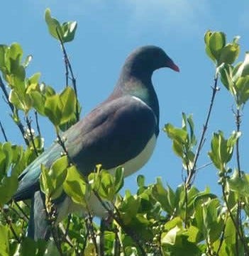 Kereru Publishing | Substack