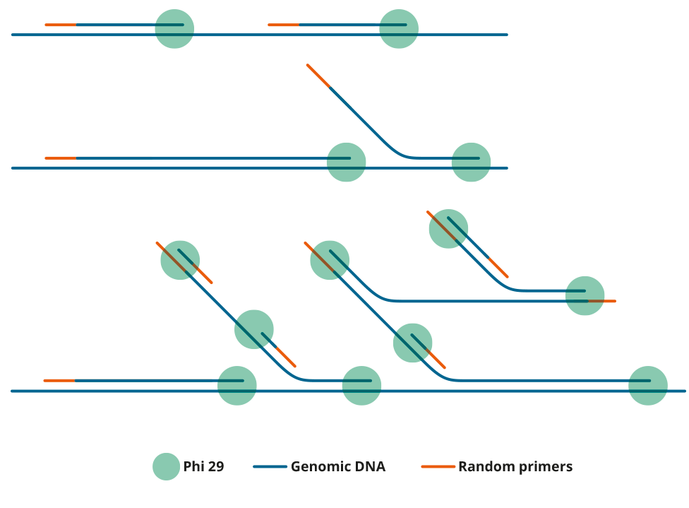 Resolving the genomic architecture of single cells